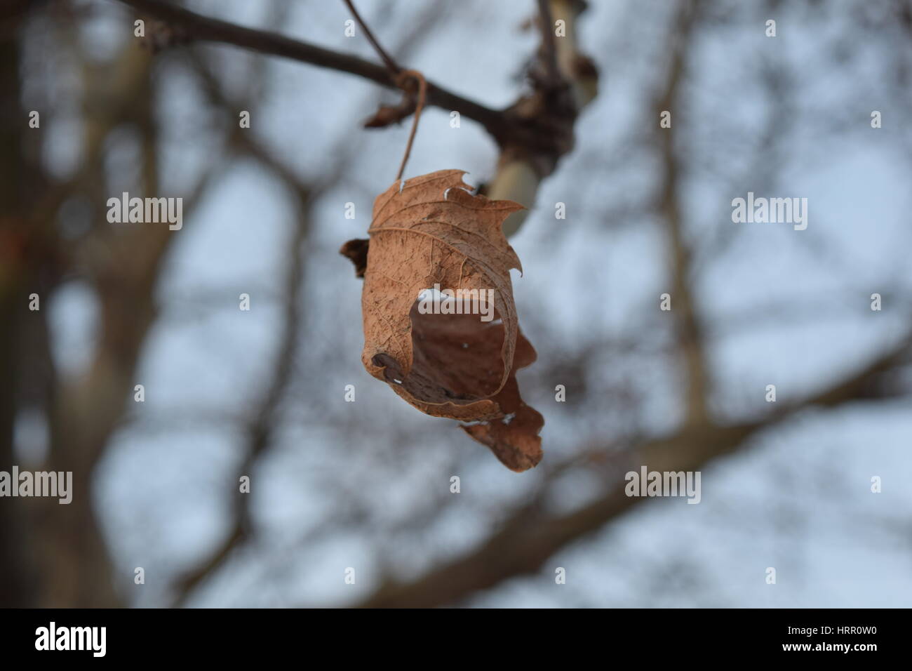 Last Leaf on the tree Stock Photo - Alamy