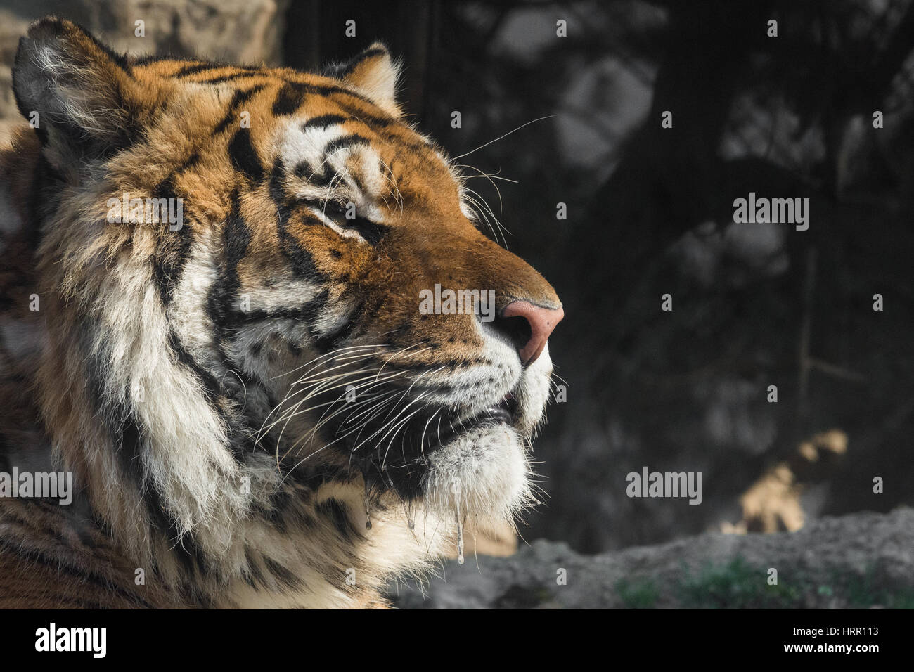 Profile of a Siberia tiger, horizontal image Stock Photo - Alamy