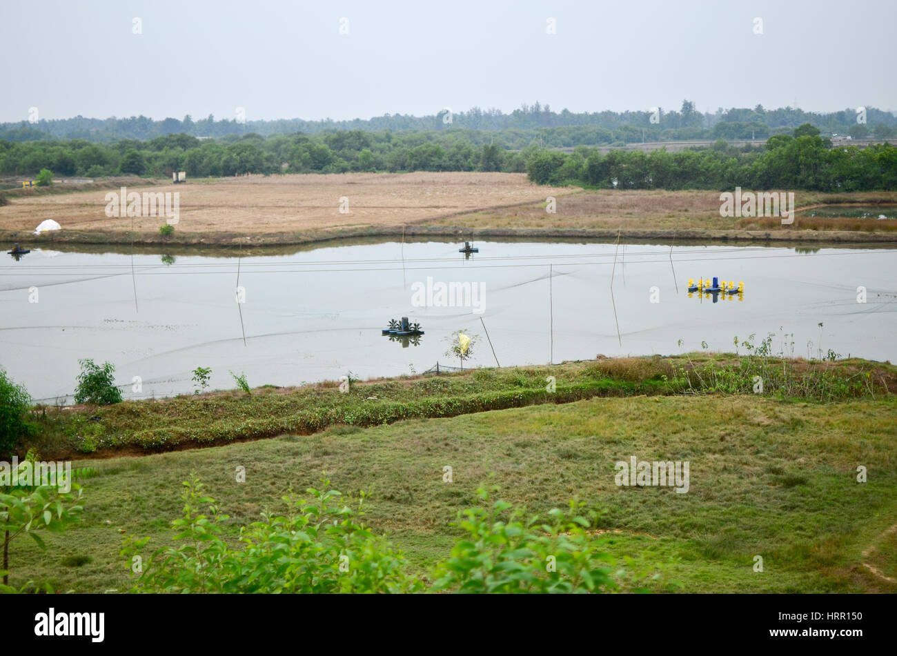 Rural fish farming Stock Photo - Alamy