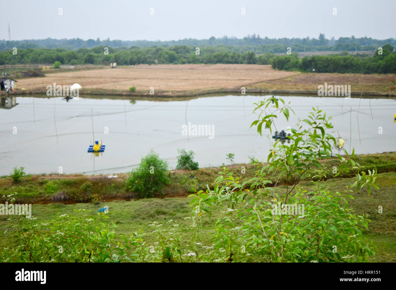 Indian fish farming hi-res stock photography and images - Alamy