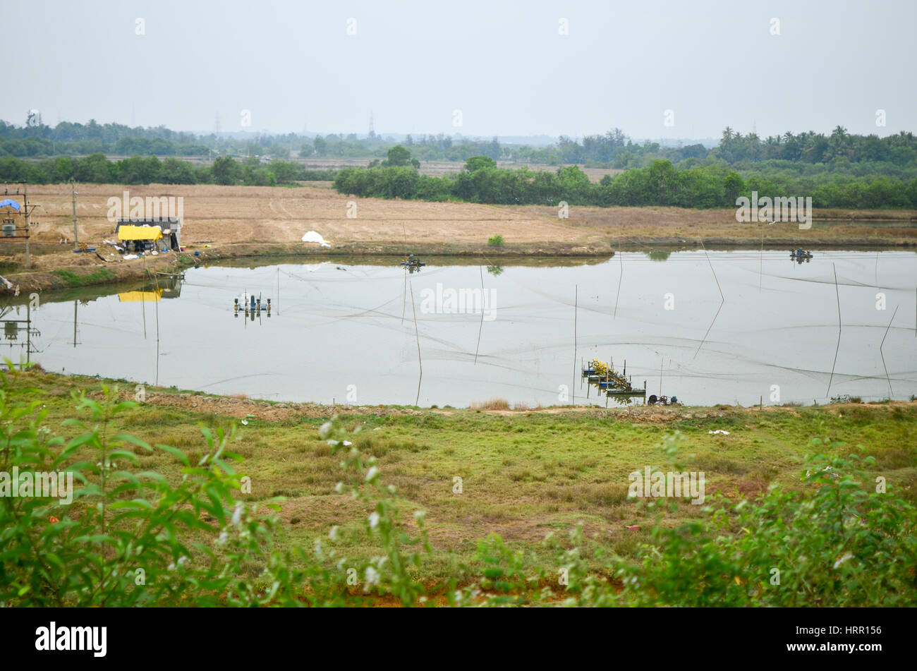Rural fish farming Stock Photo - Alamy