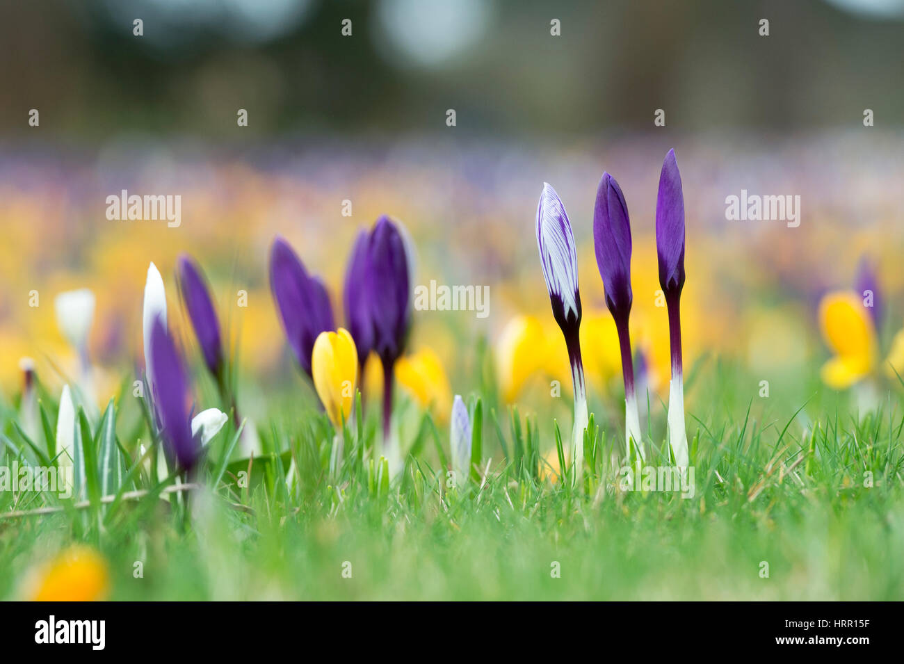 Lawn crocus garden hi-res stock photography and images - Alamy