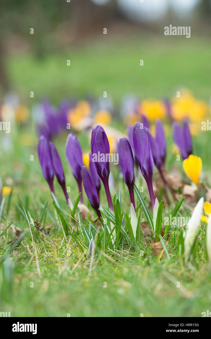 Crocus flowers appearing on a lawn early march. UK Stock Photo - Alamy