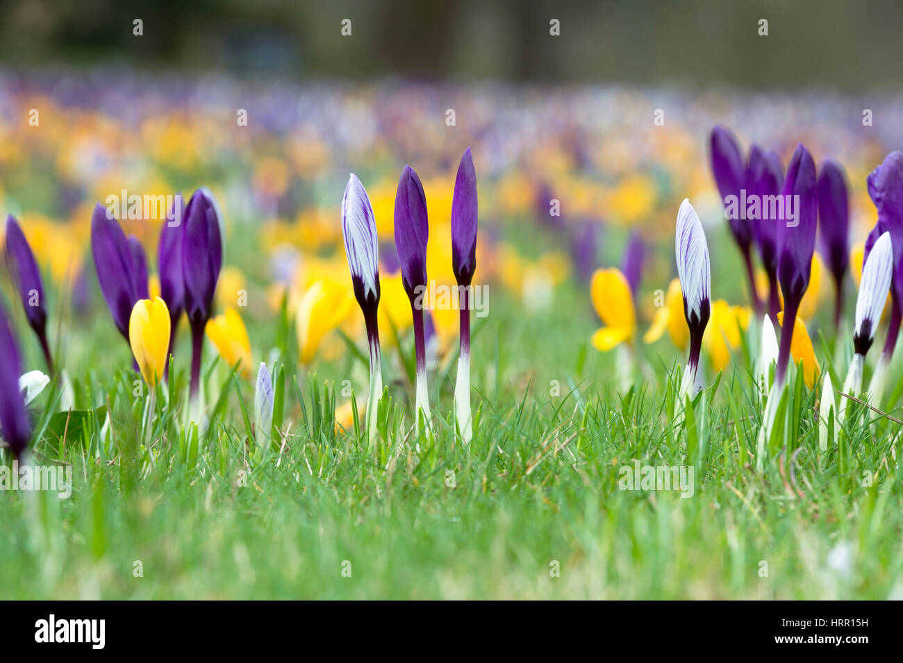 Crocus flowers appearing on a lawn early march. UK Stock Photo - Alamy