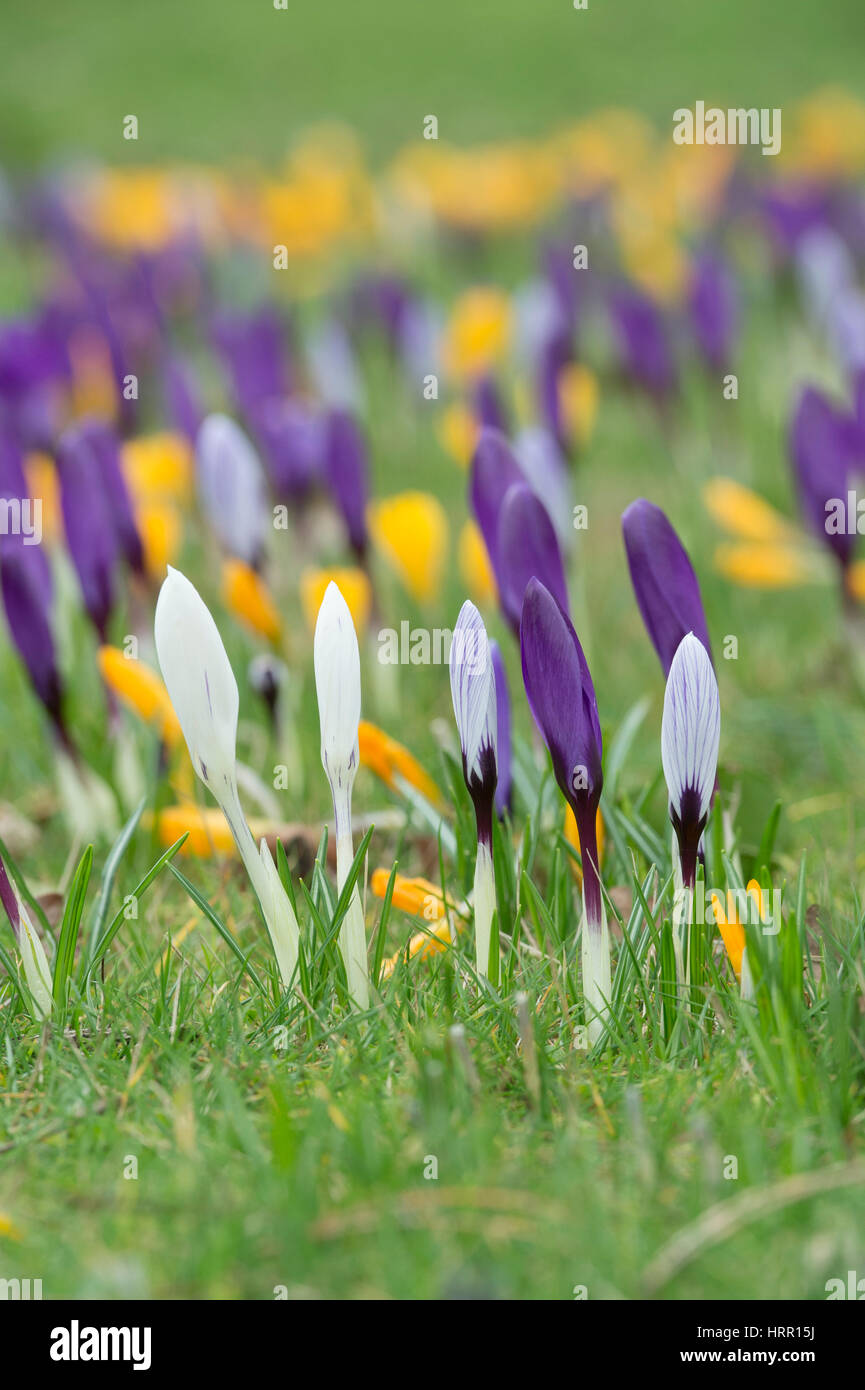 Opening march coming hi-res stock photography and images - Alamy