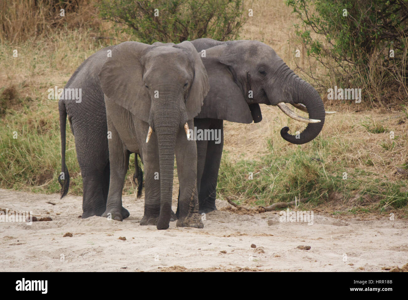 Elephants pair hi-res stock photography and images - Alamy