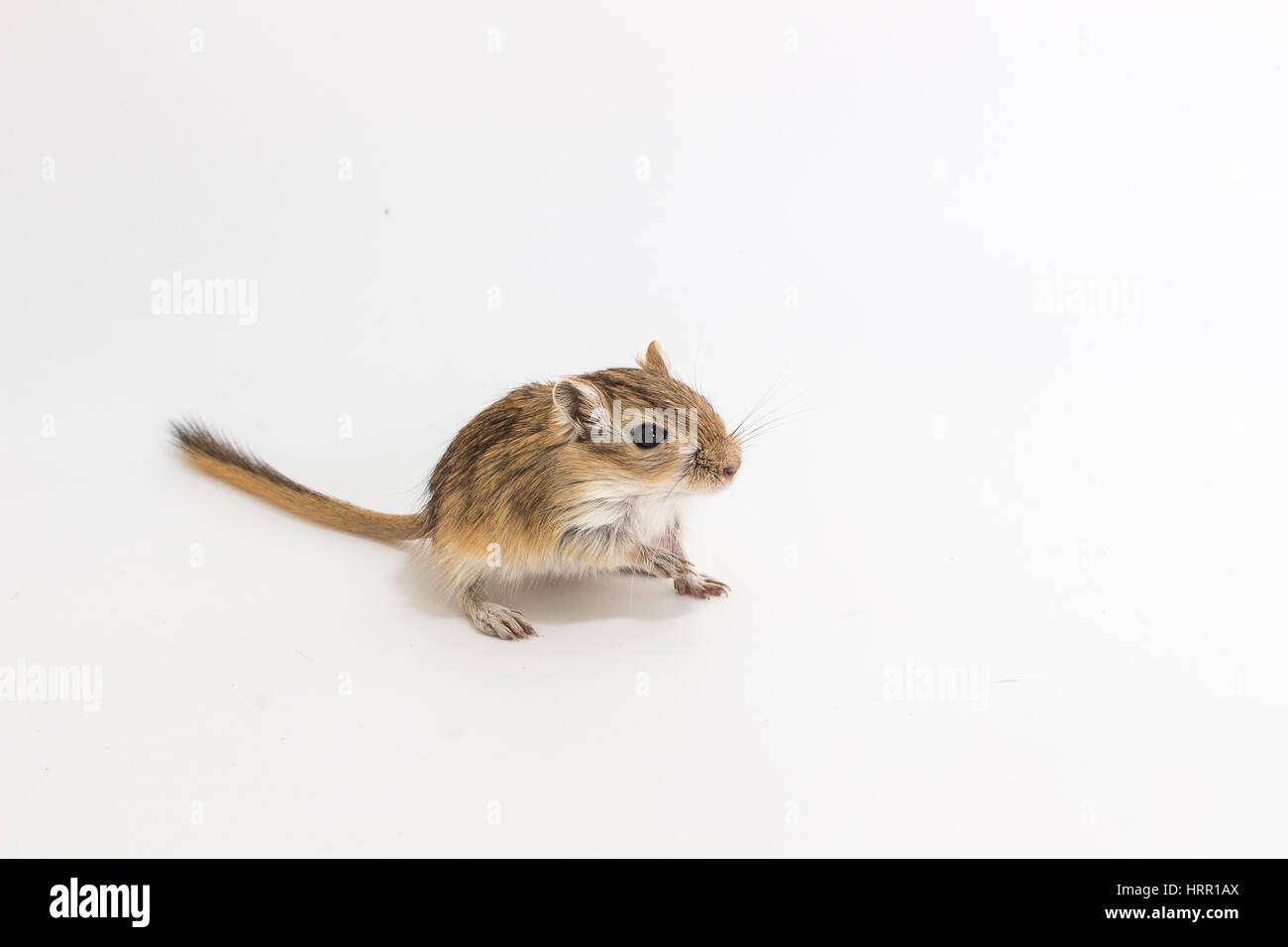 Litter Mongolian gerbil, Desert Rat on white background Stock Photo - Alamy