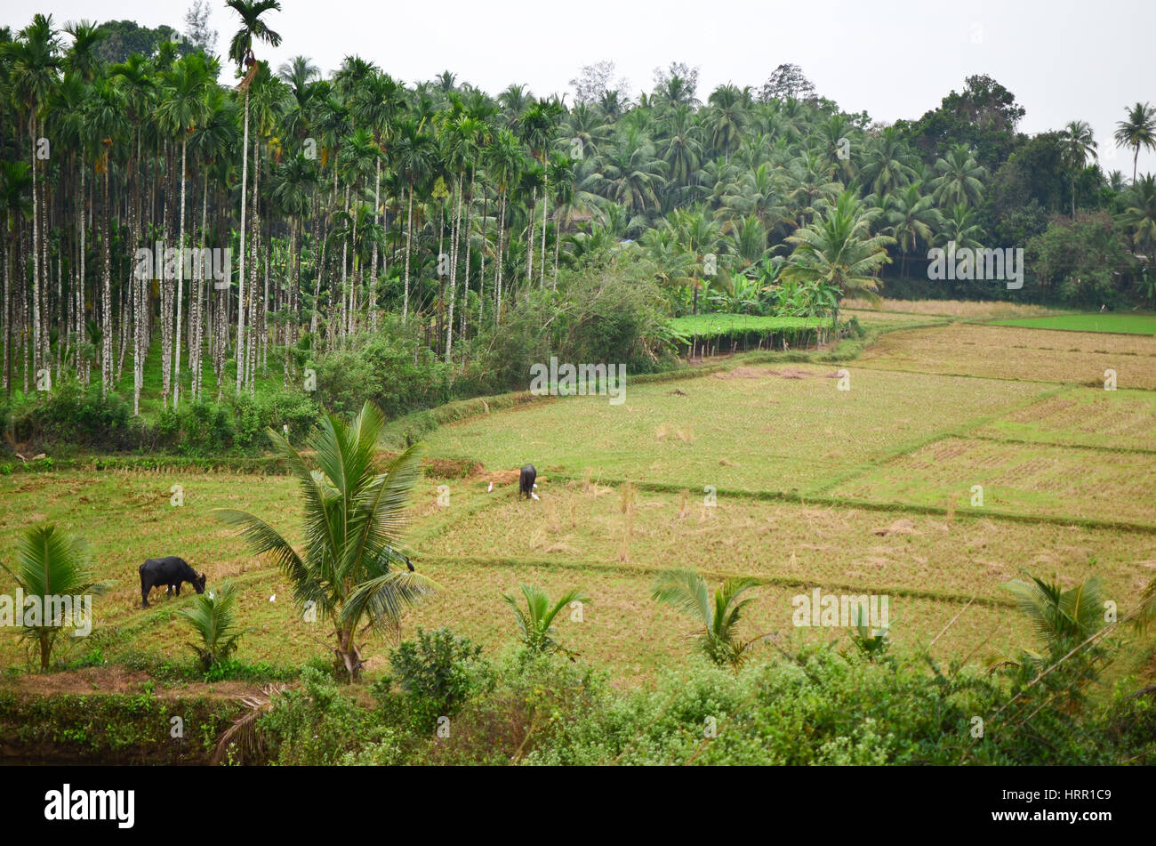 Beautiful landscape of rural India. Scene captured during a train ...