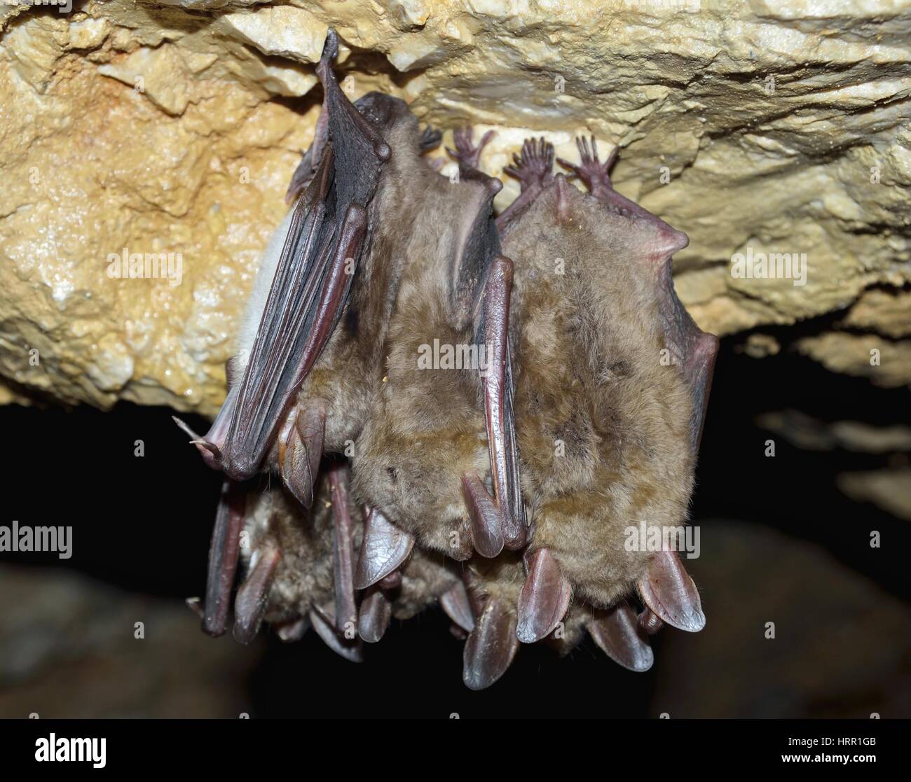 Lesser mouse-eared bat (Myotis myotis) in cave Stock Photo - Alamy