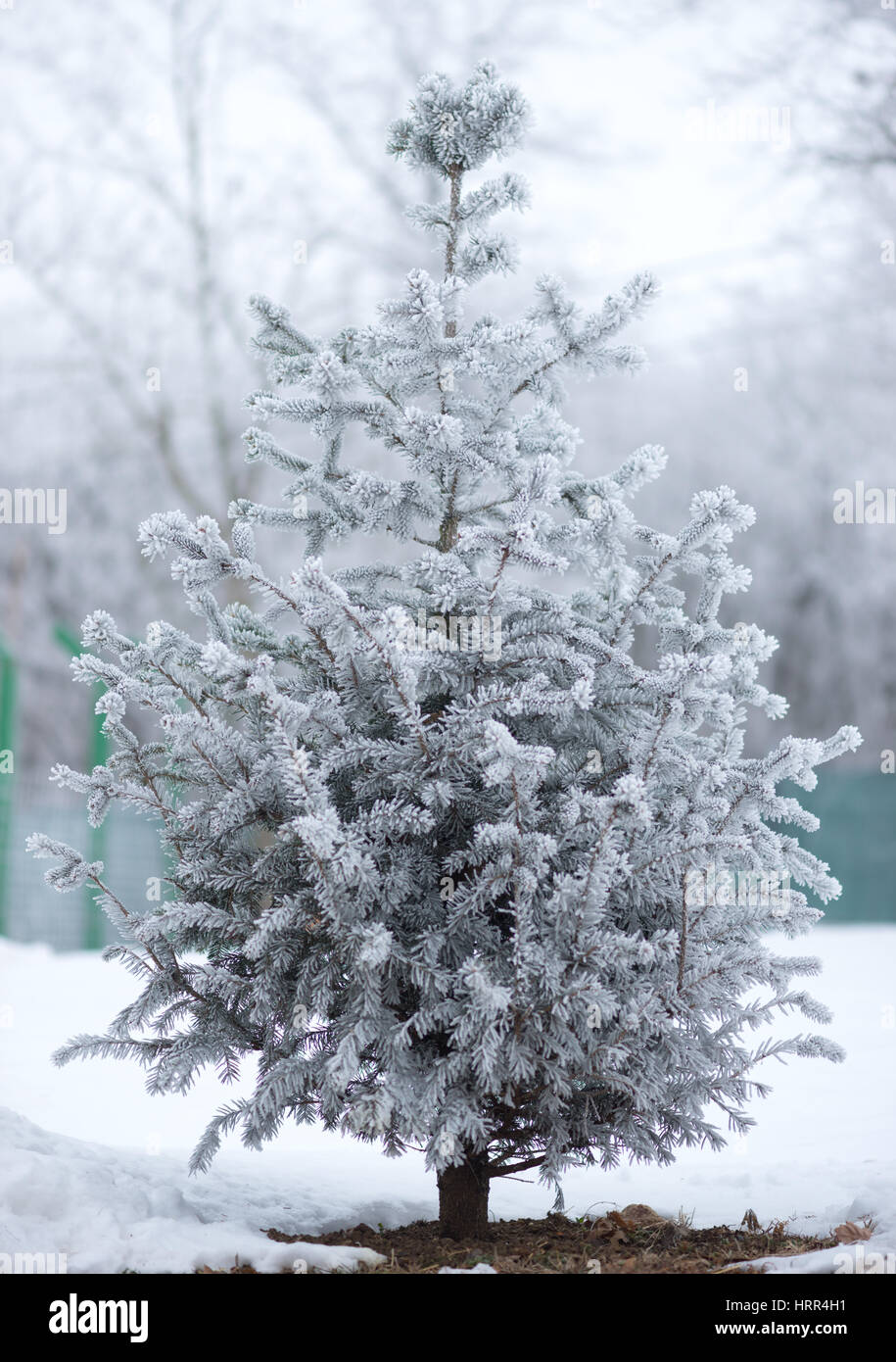 Green little pine hi-res stock photography and images - Alamy