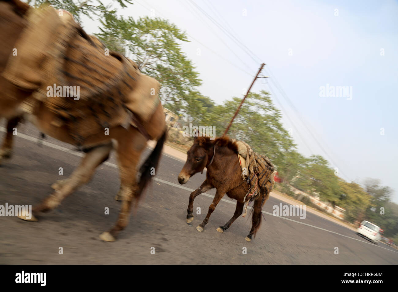Donkeys carrying load hi-res stock photography and images - Alamy
