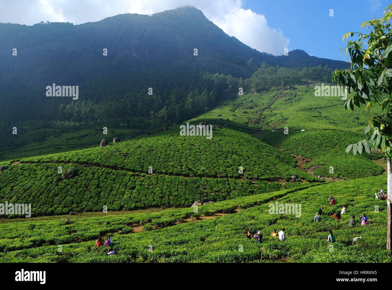 munnar a hill station in kerala,india Stock Photo - Alamy