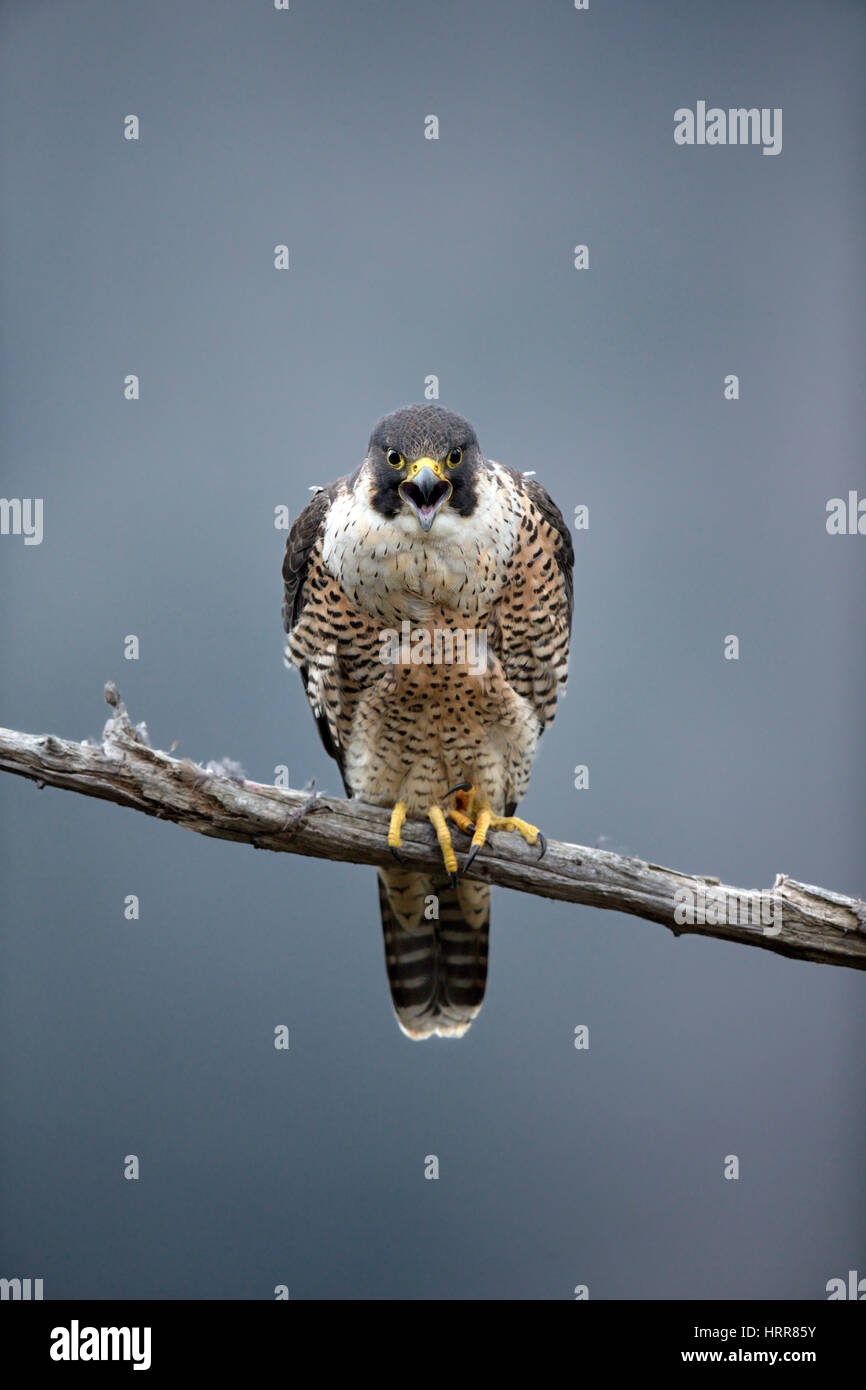 Peregrine falcon looking at camera hi-res stock photography and images ...