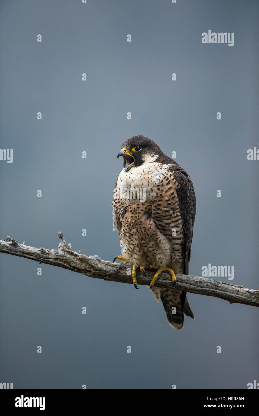 Peregrine Falcon (Falco peregrinus) screaming, Swiss Jura, Switzerland ...