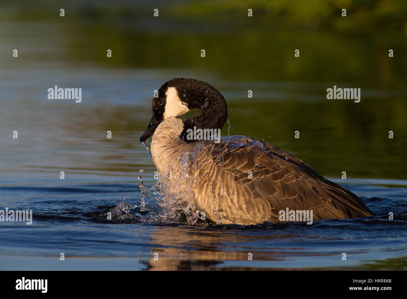 Bathing goose hi-res stock photography and images - Alamy