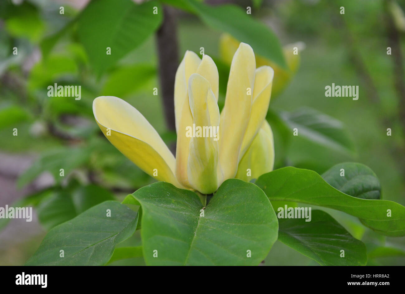 Yellow Magnolia High Resolution Stock Photography and Images - Alamy