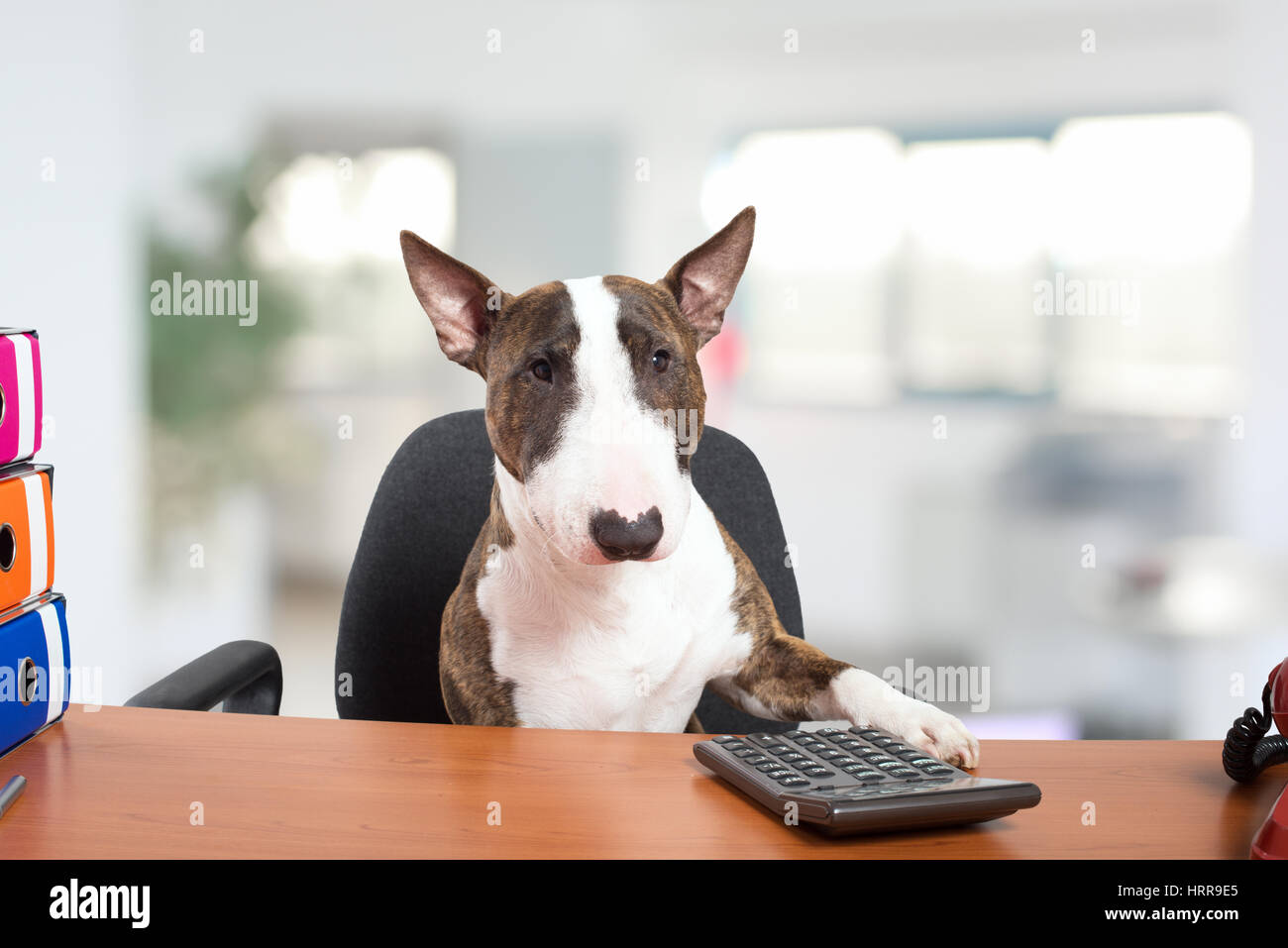 Dog calculator hi-res stock photography and images - Alamy