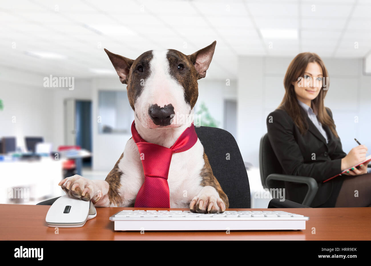Secretary dog in office hi-res stock photography and images - Alamy
