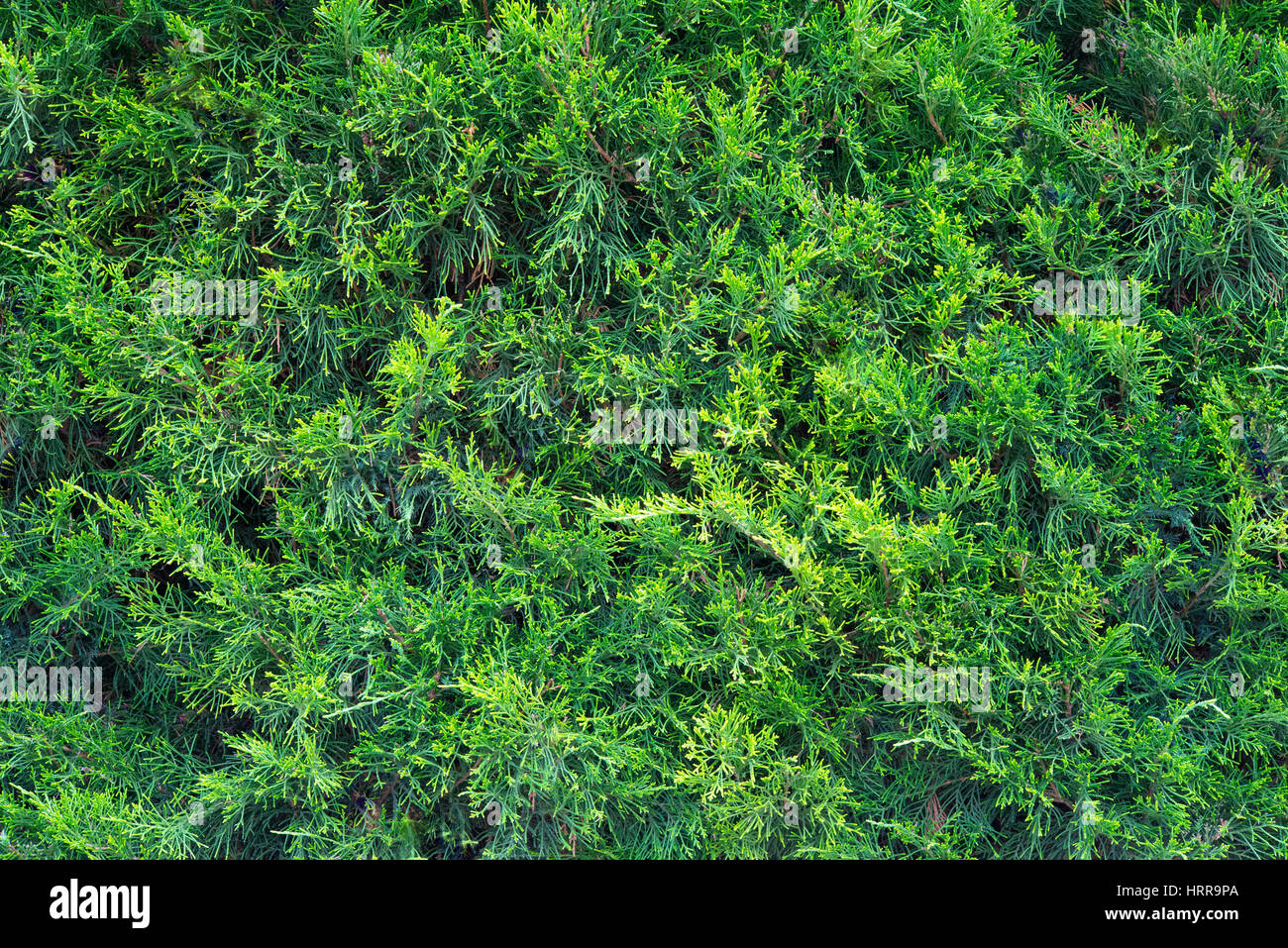 Pine hedge texture background Stock Photo - Alamy