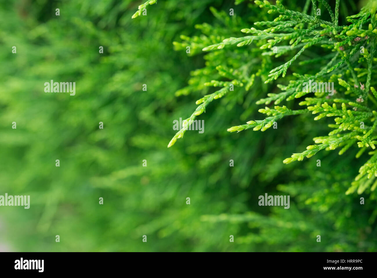 Green tree detail background Stock Photo - Alamy