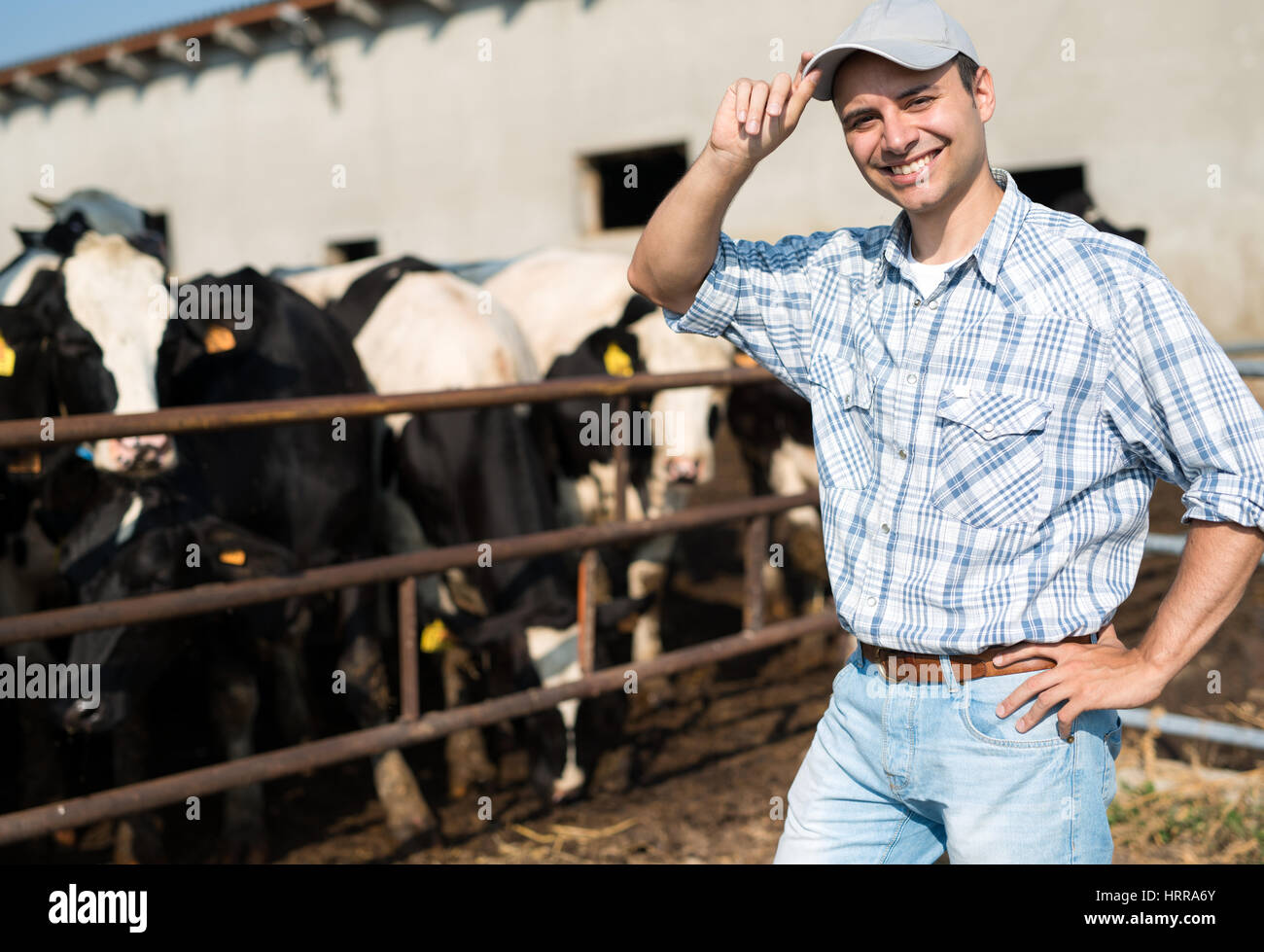 Smiling cows hi-res stock photography and images - Alamy