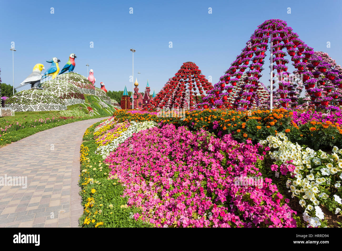 DUBAI, UAE - NOV 27, 2016: Parrots at the Miracle Garden in Dubai ...