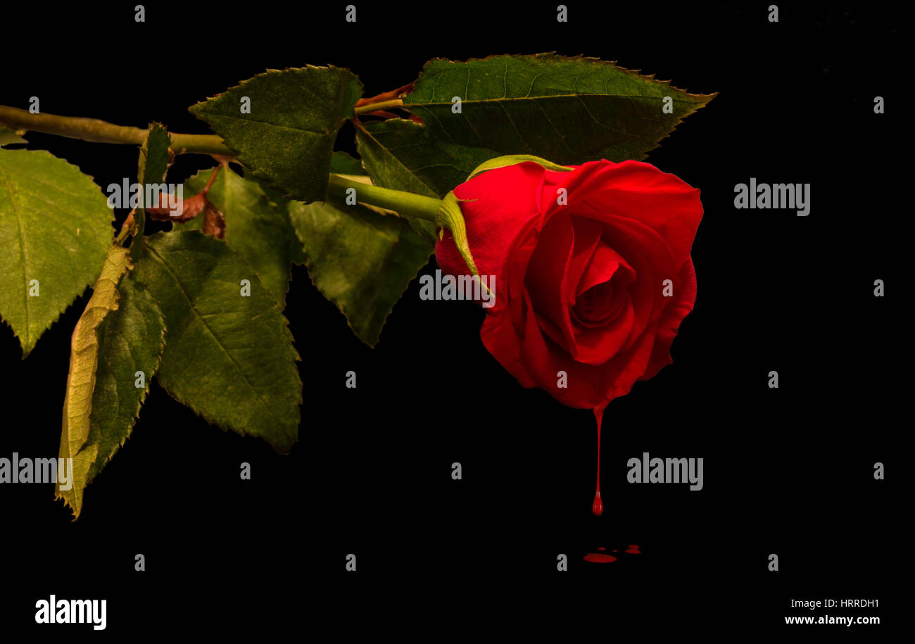 Tear the petals hi-res stock photography and images - Alamy