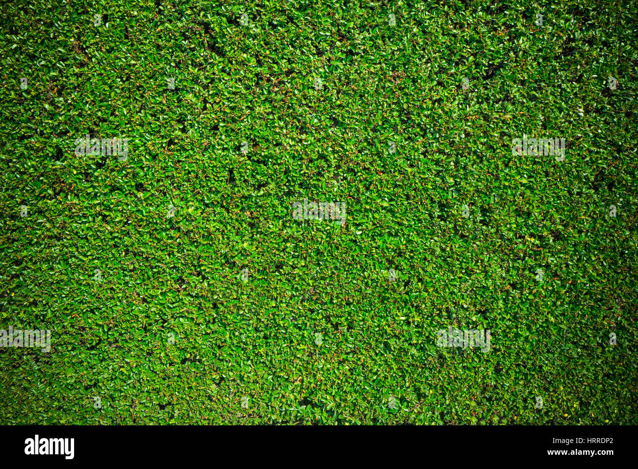 Green hedge texture background Stock Photo - Alamy