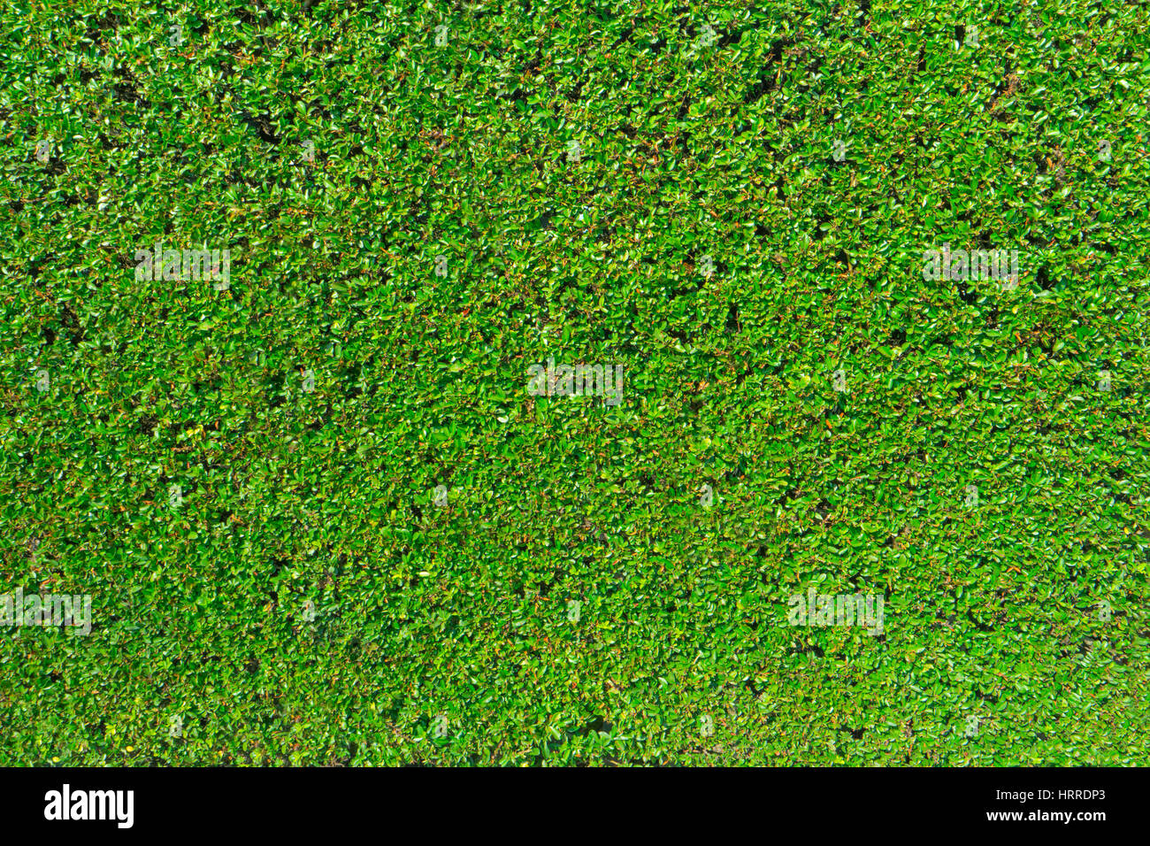 Hedge texture background Stock Photo - Alamy