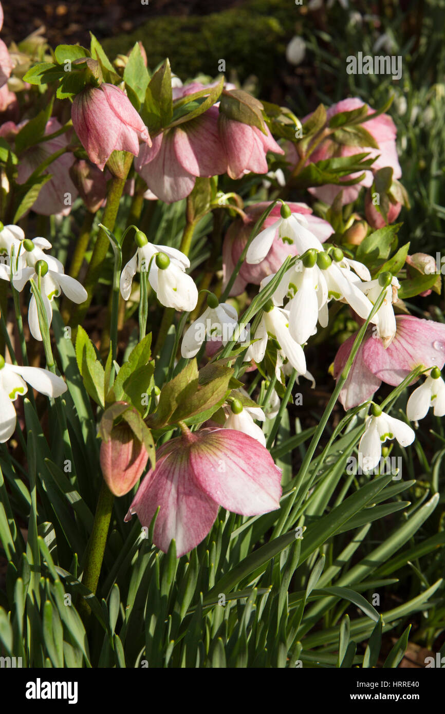 Drooping bell shape flowers hi-res stock photography and images - Alamy
