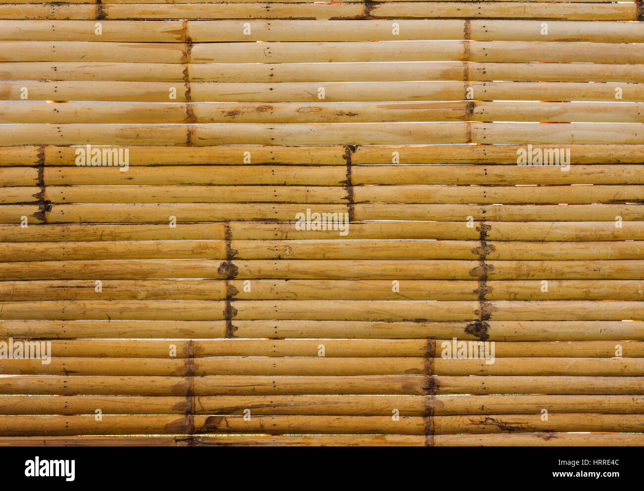 vintage background wall texture, from old bamboo wood , yellow color ...