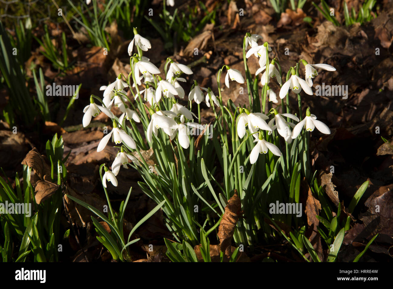 Humphry repton garden plan hi-res stock photography and images - Alamy