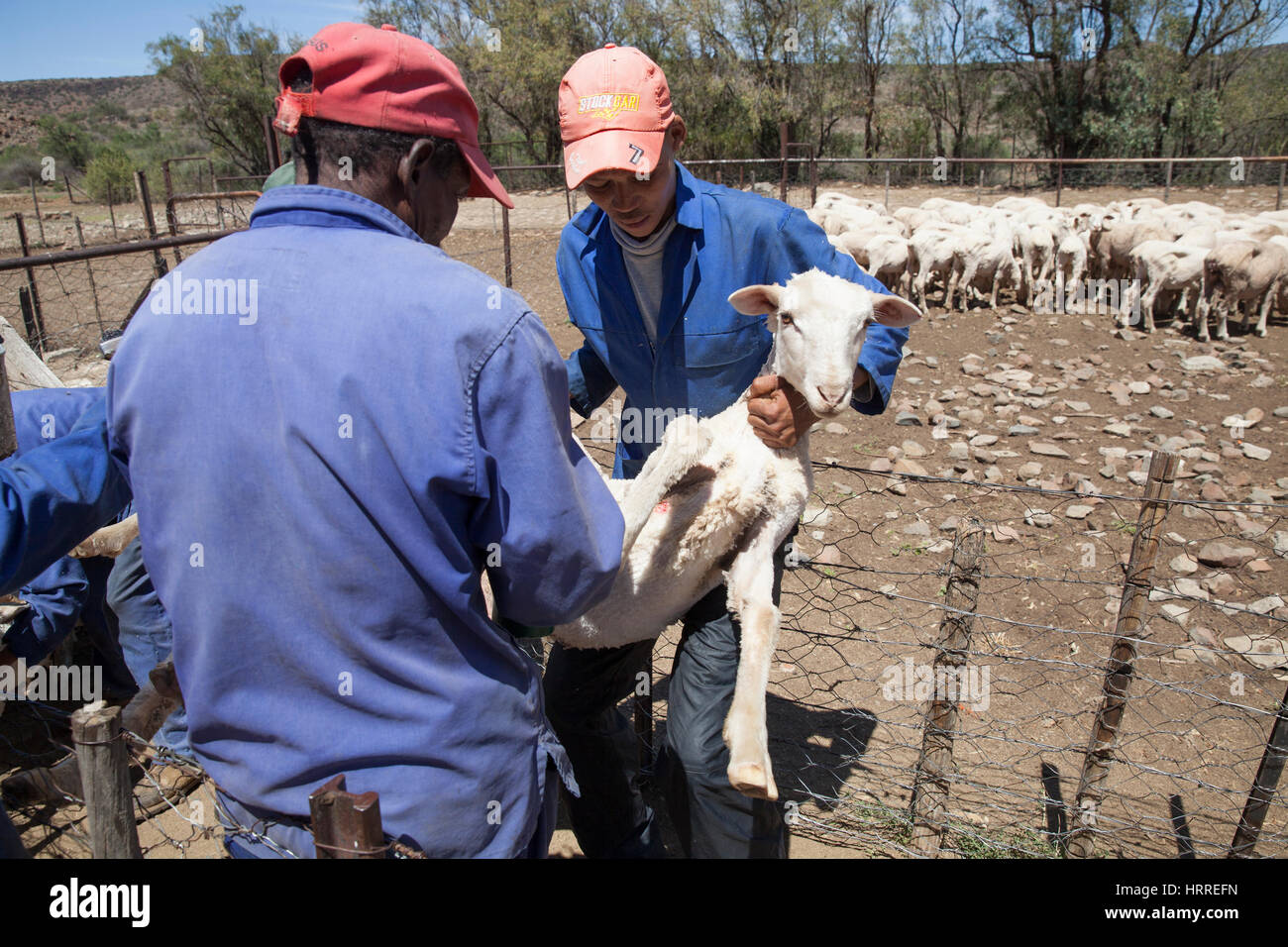 Sheep Farming, The Karoo, South Africa Stock Photo - Alamy