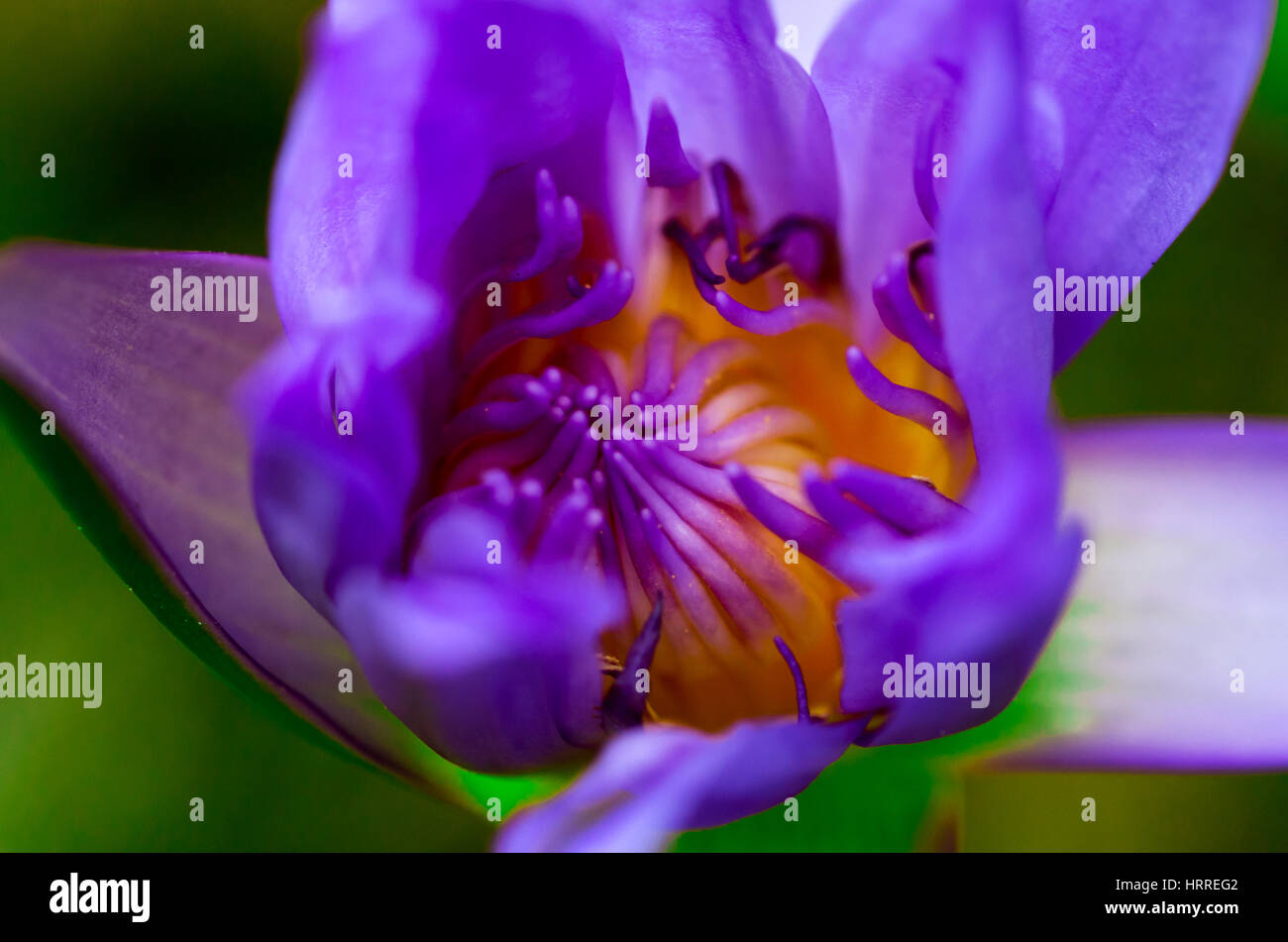 Pistil with water drop of lily hi-res stock photography and images - Alamy