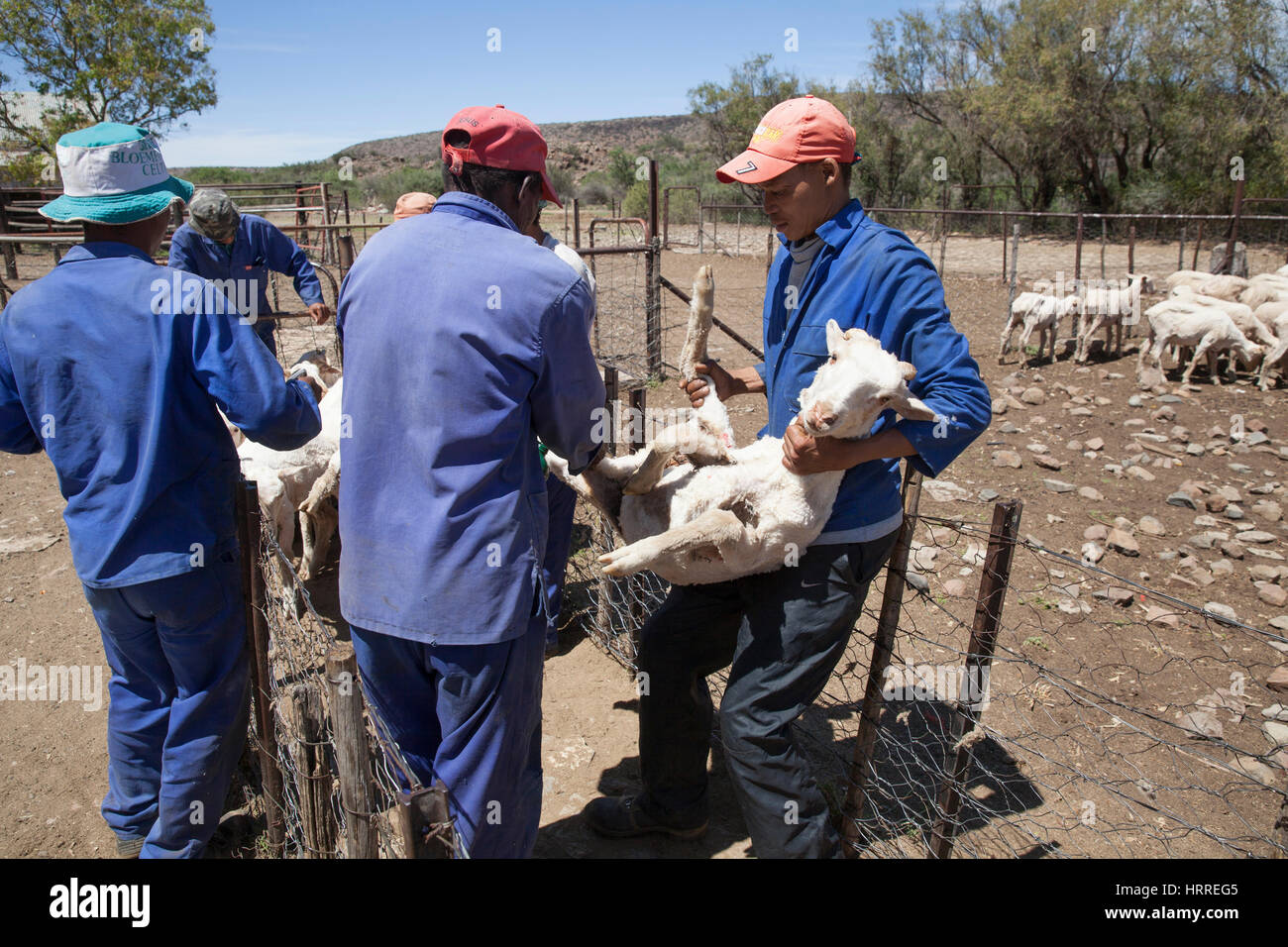 South africa karoo sheep farming hi-res stock photography and images ...
