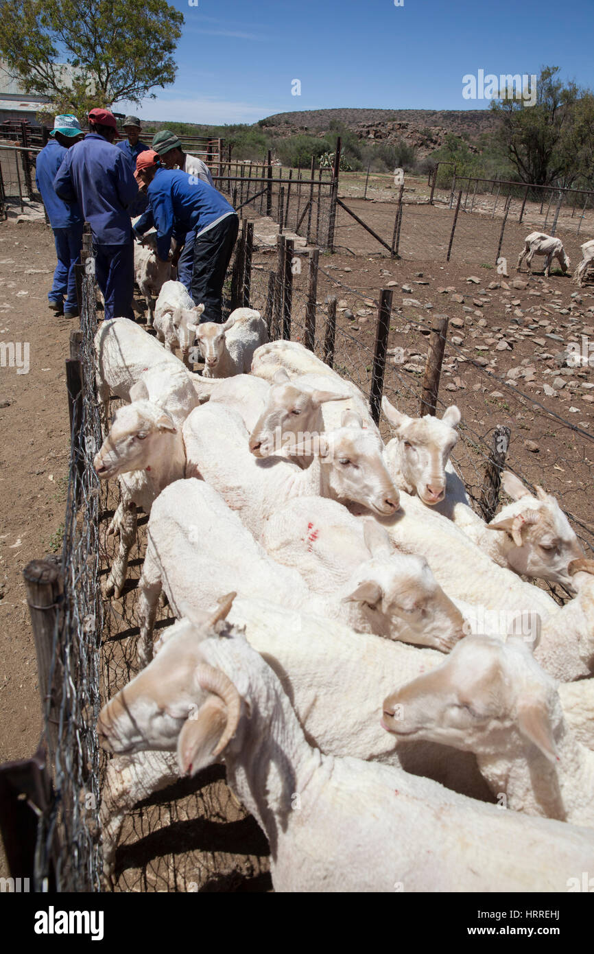 South Africa Karoo Sheep Farming Stock Photos & South Africa Karoo ...
