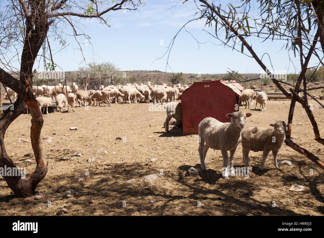 South africa karoo sheep farming hi-res stock photography and images ...