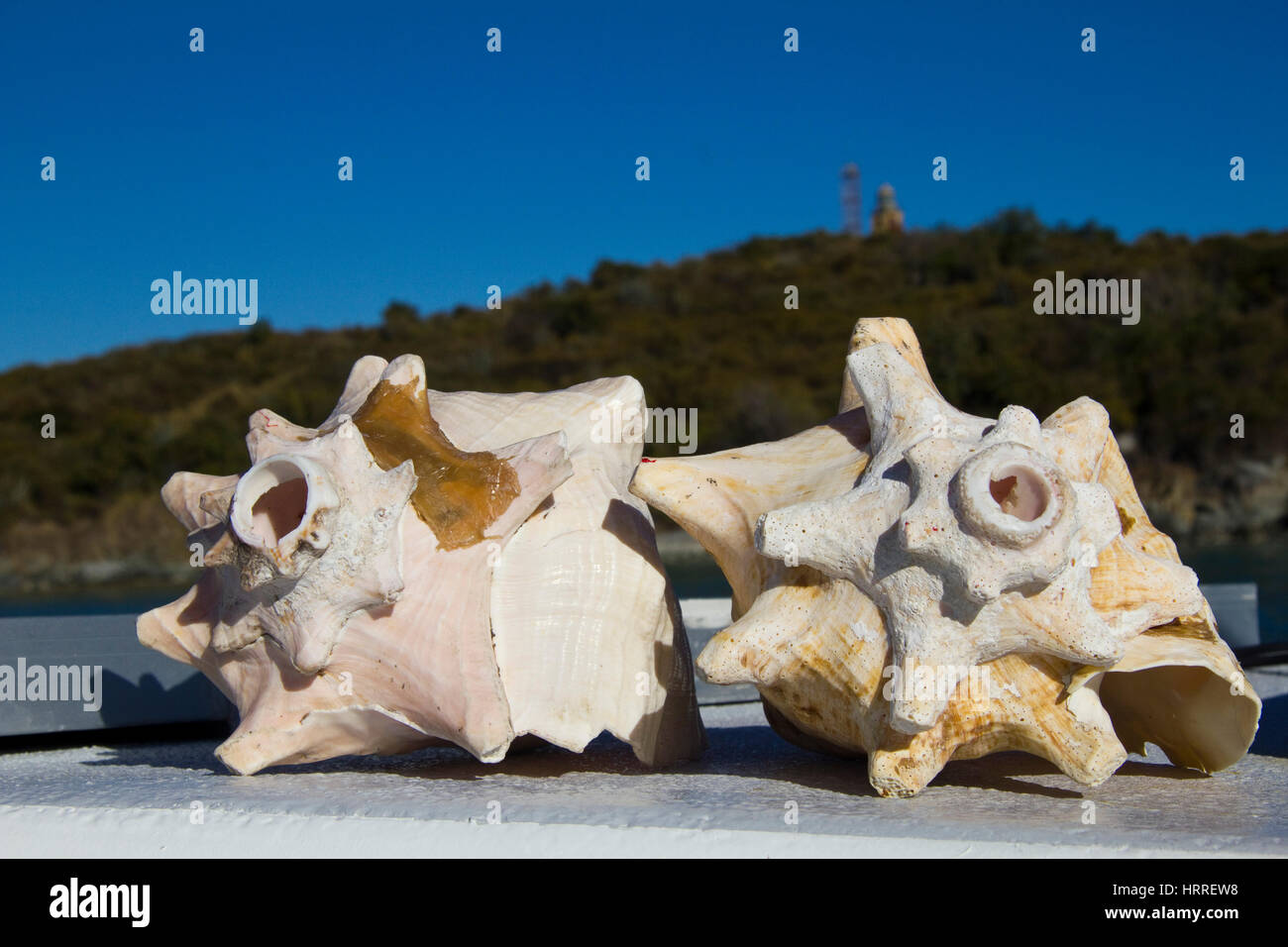 Two Conch Shells High Resolution Stock Photography and Images - Alamy