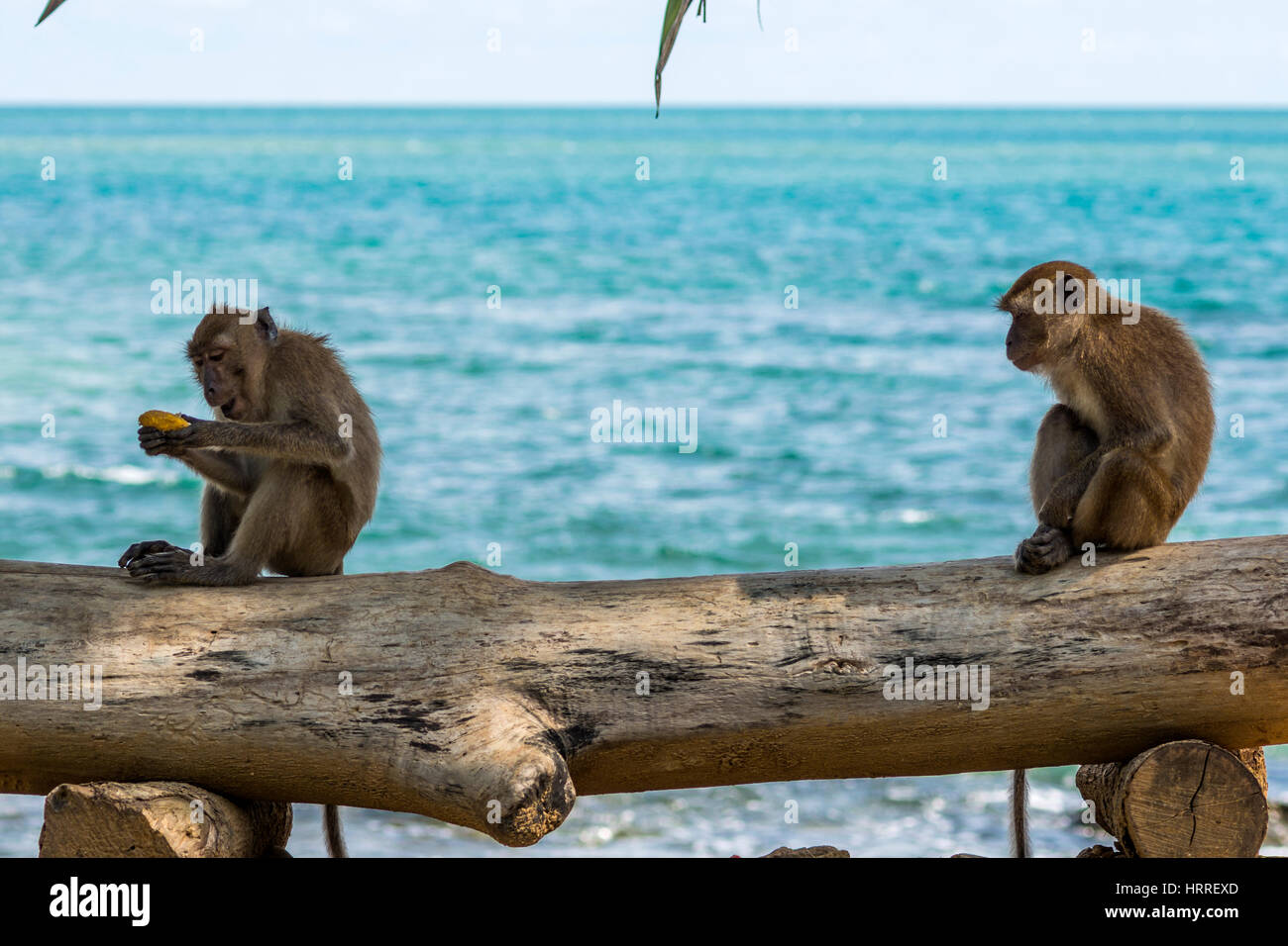 Monkeys on fence Stock Photo - Alamy