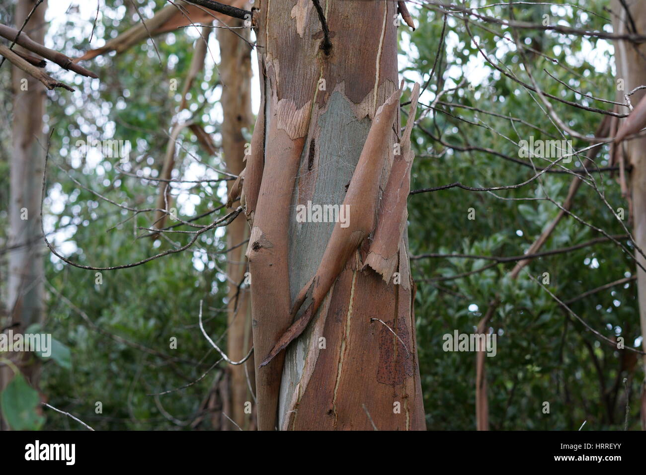 Bark peeling off trunk hi-res stock photography and images - Alamy