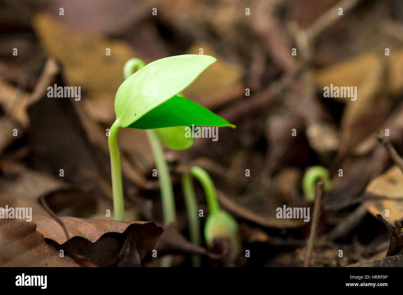 Small plant in forest Stock Photo - Alamy