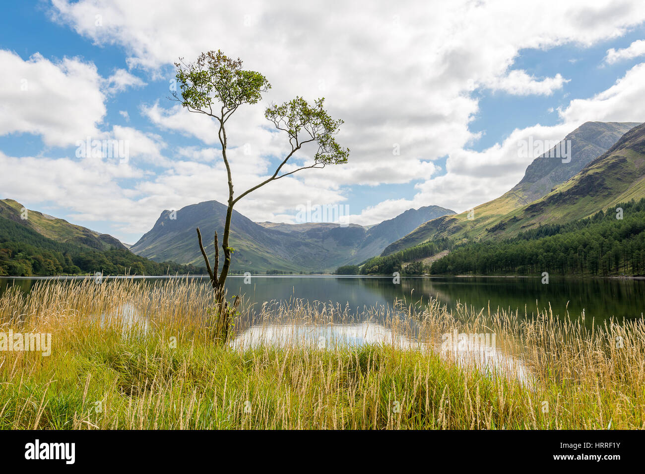 Buttermere tree hi-res stock photography and images - Alamy