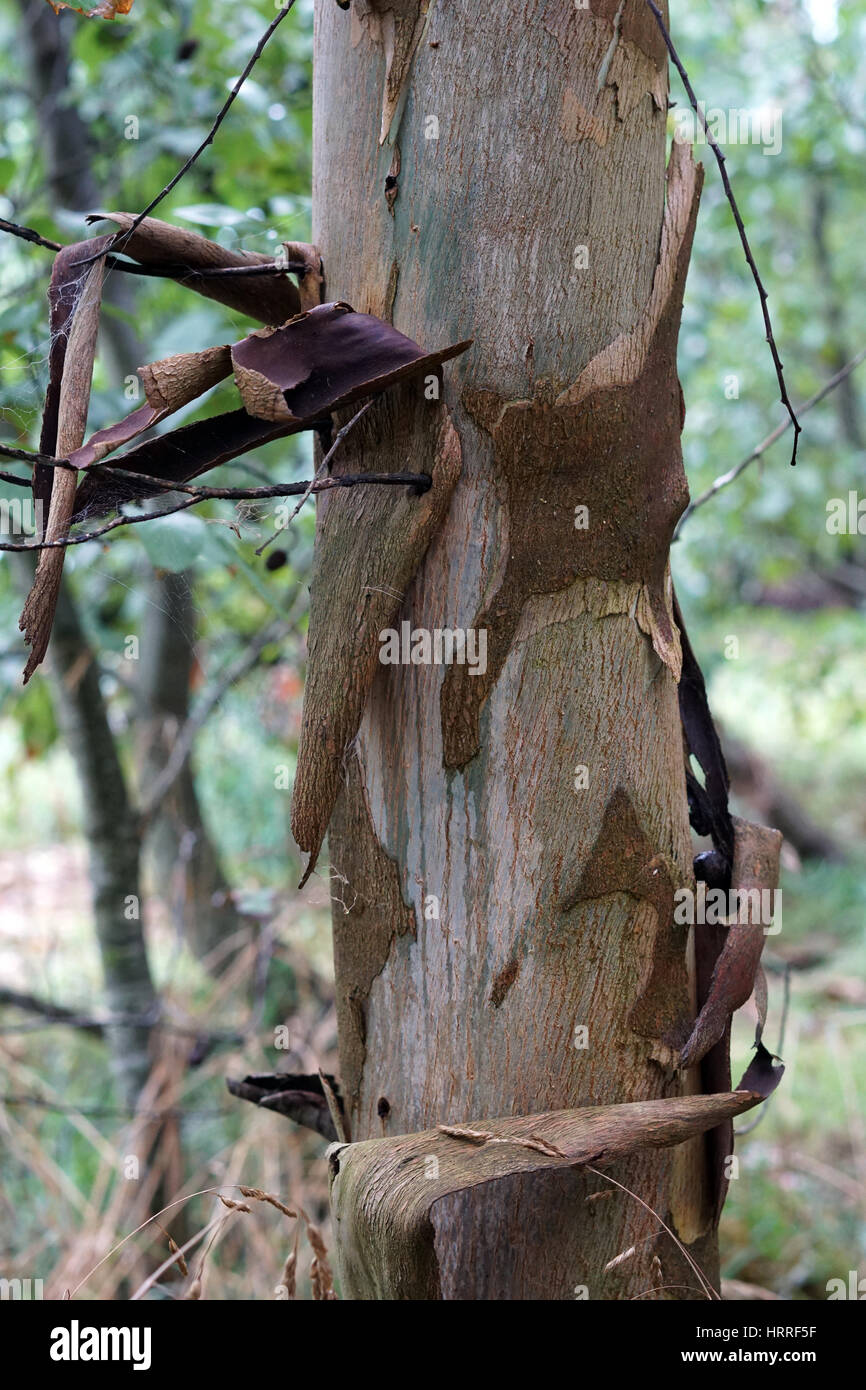 Leaves falling off tree hi-res stock photography and images - Alamy