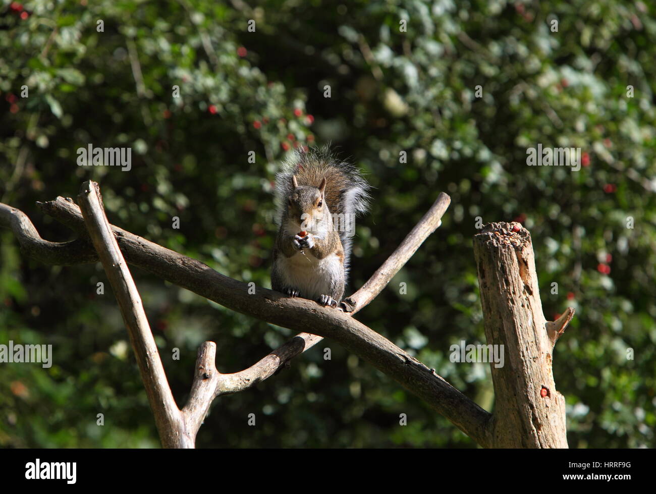 Wildlife in epping forest hi-res stock photography and images - Alamy