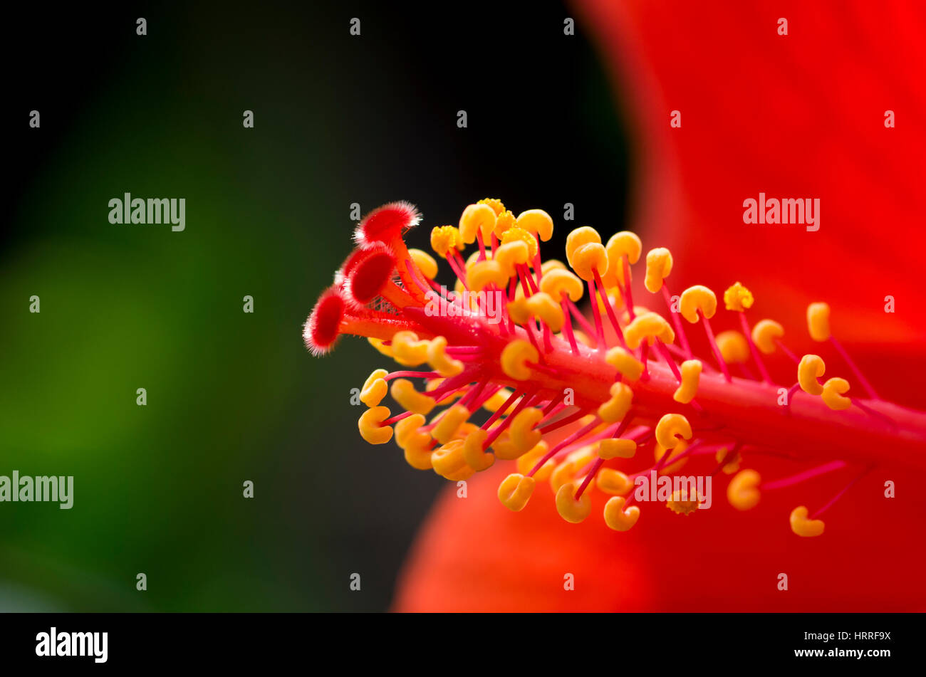 Stigma of flower Stock Photo - Alamy