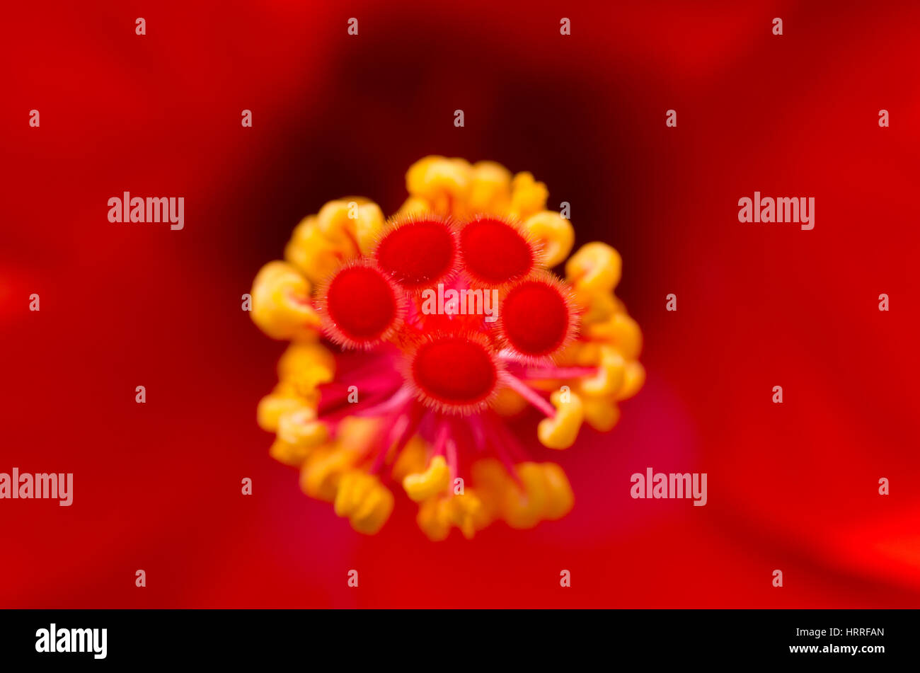Stigma of flower Stock Photo - Alamy