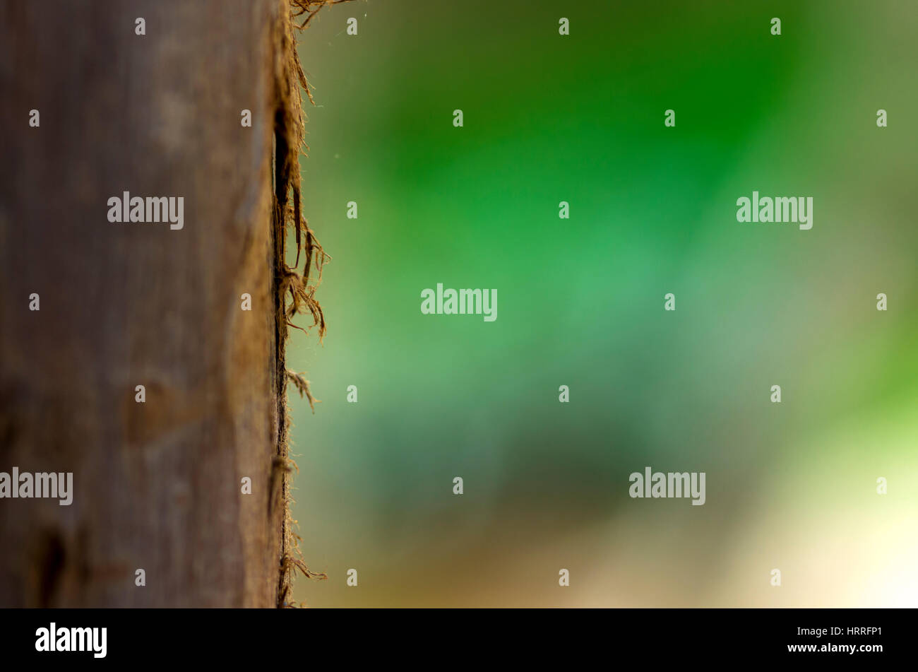 Trunk of tree Stock Photo - Alamy