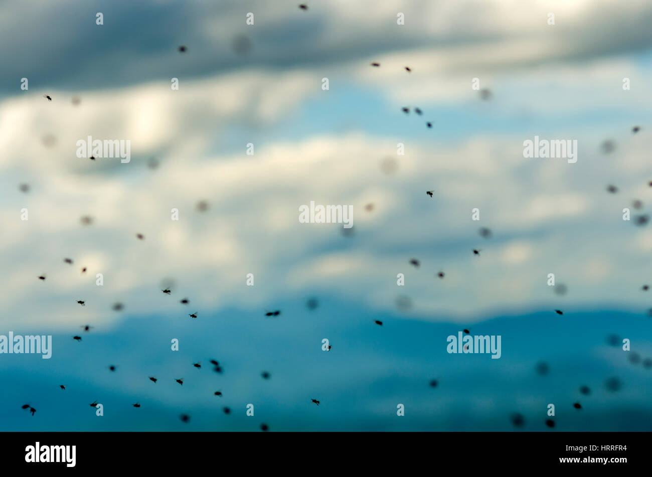 Buzzing flies hi-res stock photography and images - Alamy