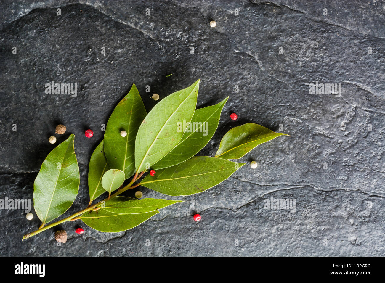 Sprig of laurel hi-res stock photography and images - Alamy