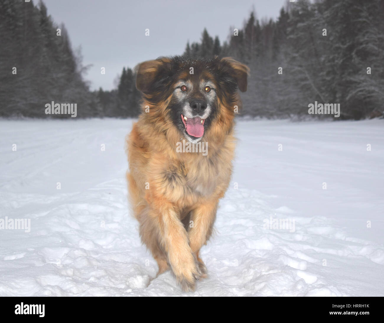 Leonberger hund hi-res stock photography and images - Alamy
